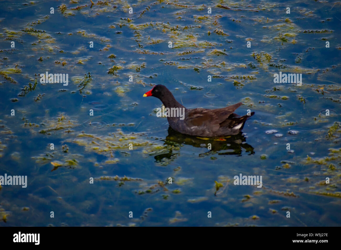 Florida duck hunting hi-res stock photography and images - Alamy