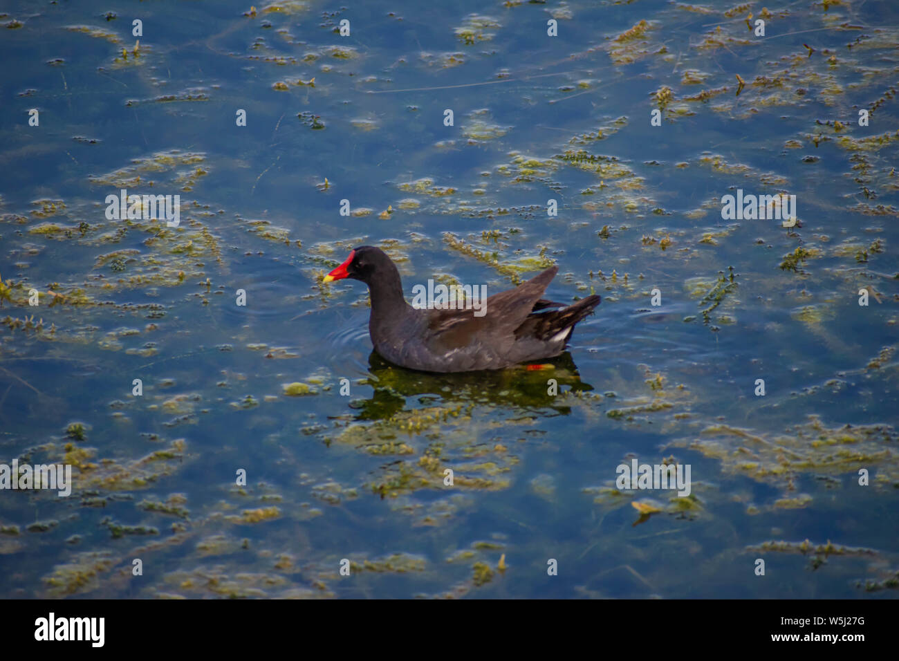 Orlando, Florida. July 09, 2019 Little duck swimming in swamp in ...