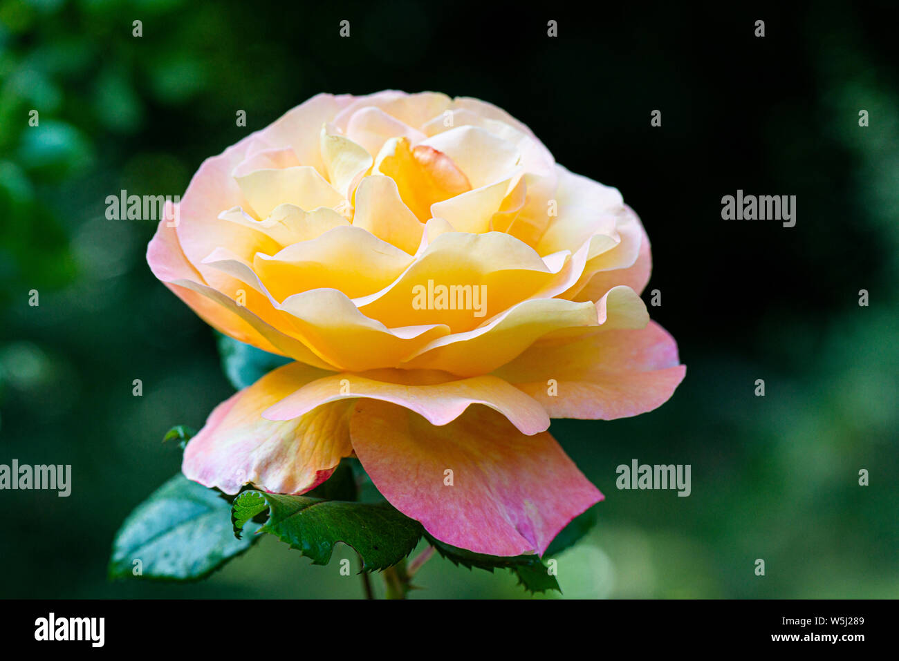 Rose southampton hi-res stock photography and images - Alamy