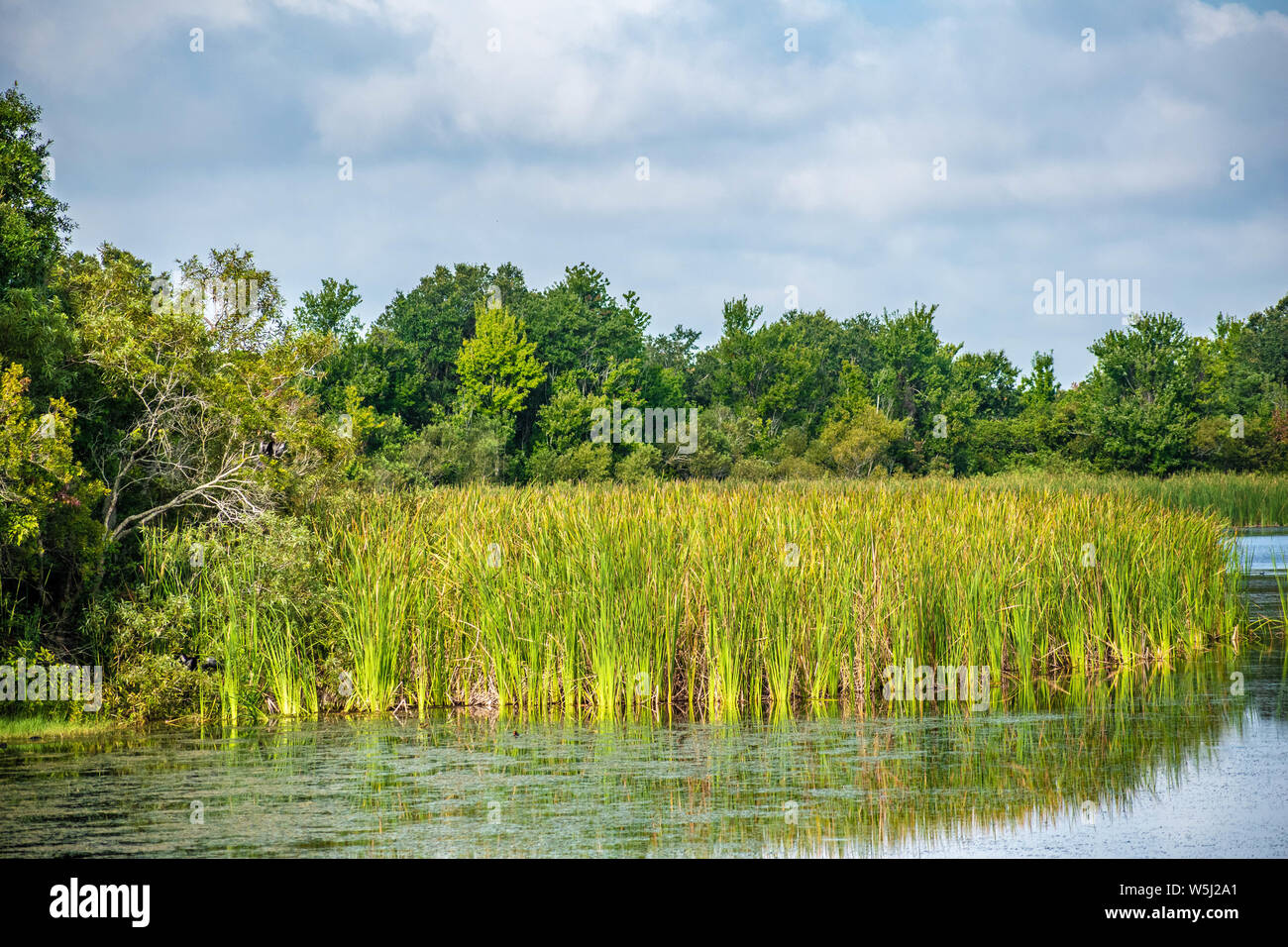 Orlando, Florida. July 09, 2019 Swamp vegetation and green forest Stock ...