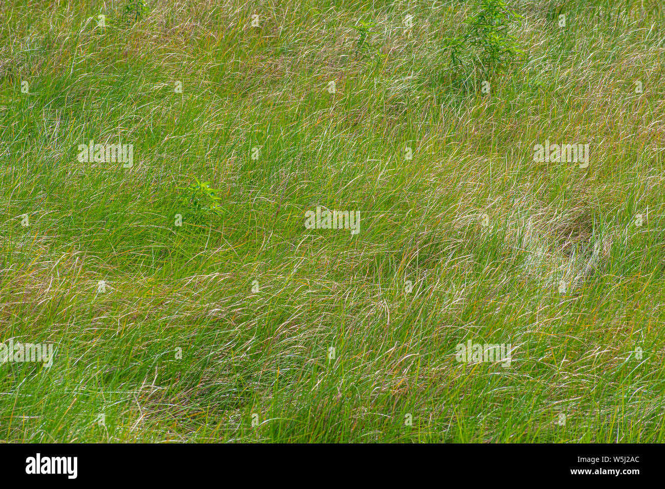 Misty florida swamp hi-res stock photography and images - Alamy