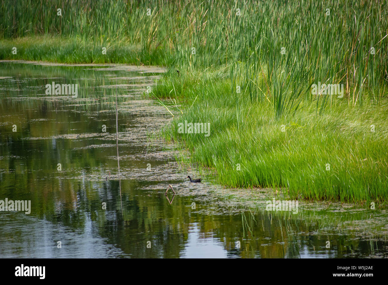 Orlando, Florida. July 09, 2019 Swamp vegetation and little duck in ...