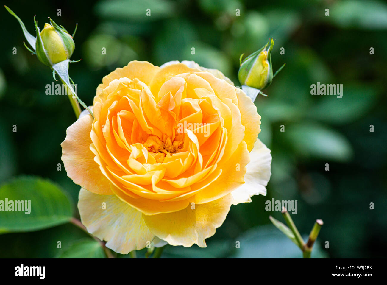 Rose southampton hi-res stock photography and images - Alamy
