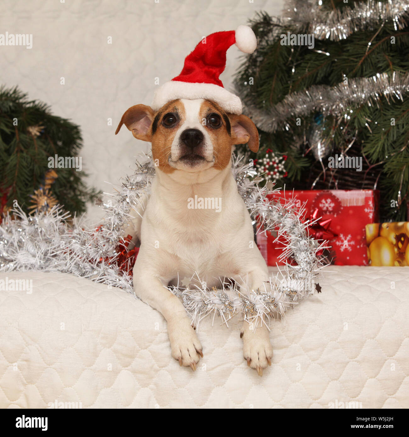 Gorgeous Jack russell terrier with Santa hat in a christmas looking at ...