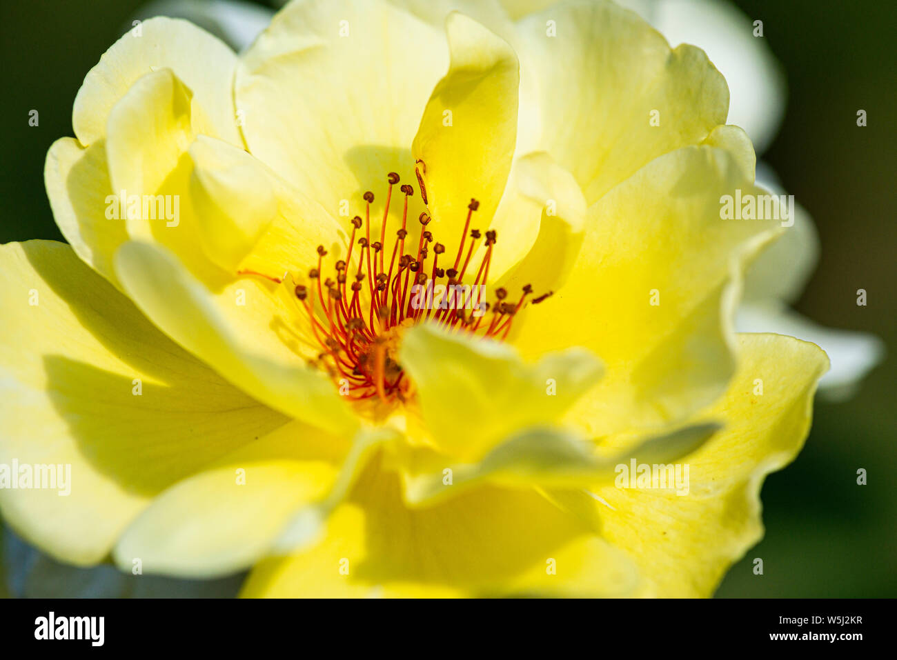 The flower of a climbing rose 'Golden Showers' Stock Photo - Alamy
