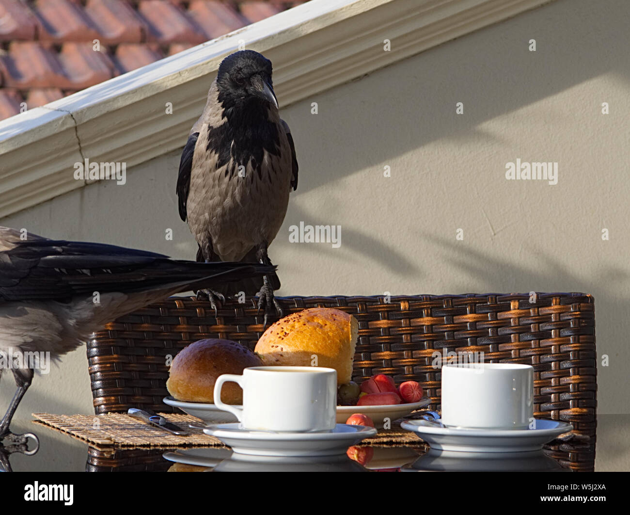Bird breakfast hi-res stock photography and images - Alamy