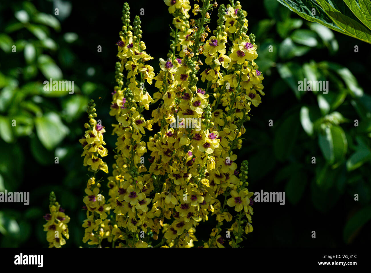 Pink mullein hi-res stock photography and images - Alamy