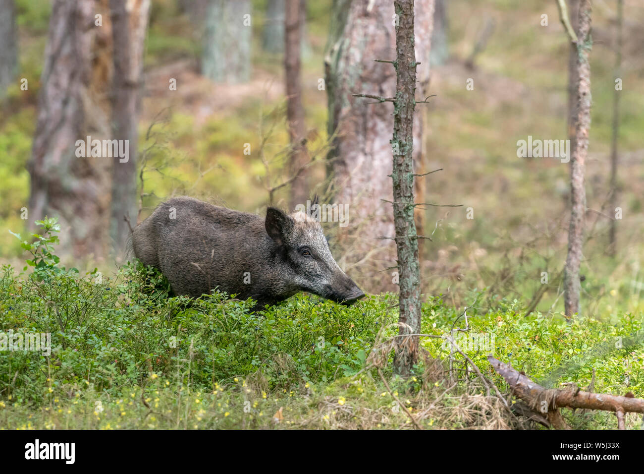 Female wild pig in the forest while eating between green blueberry ...
