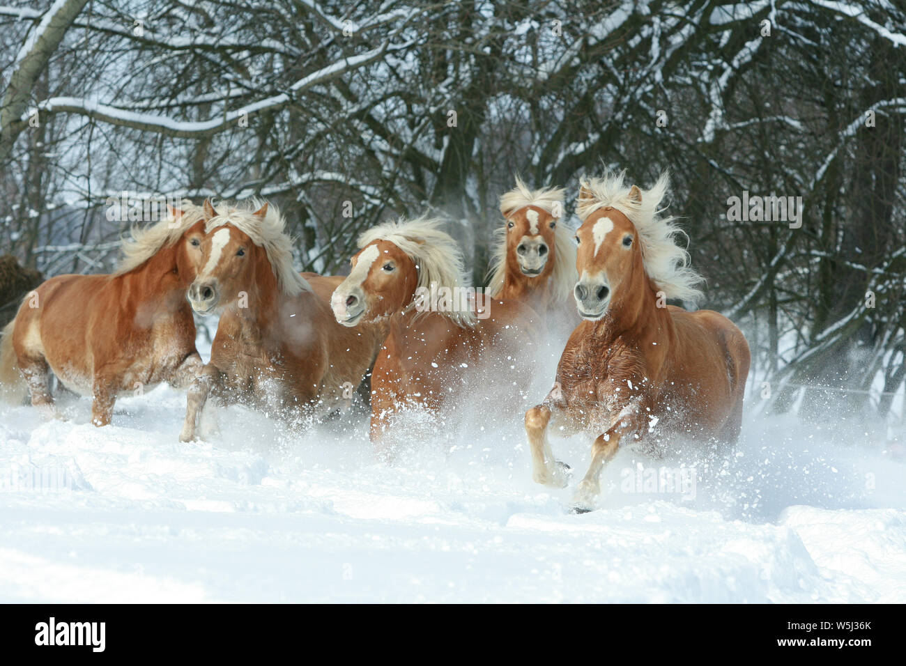 Haflinger horse herd snow hi-res stock photography and images - Alamy