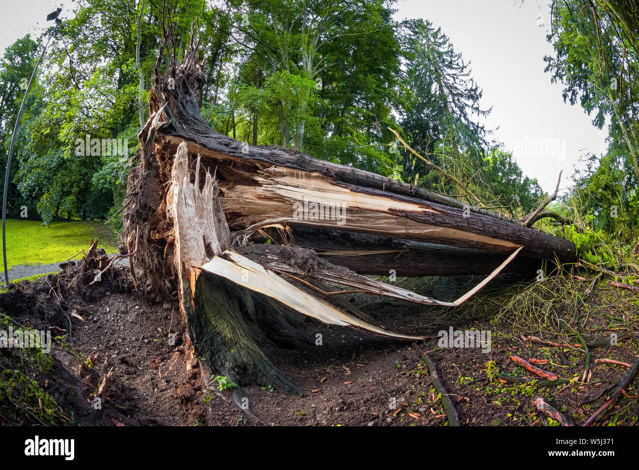 Toppled tree hi-res stock photography and images - Alamy
