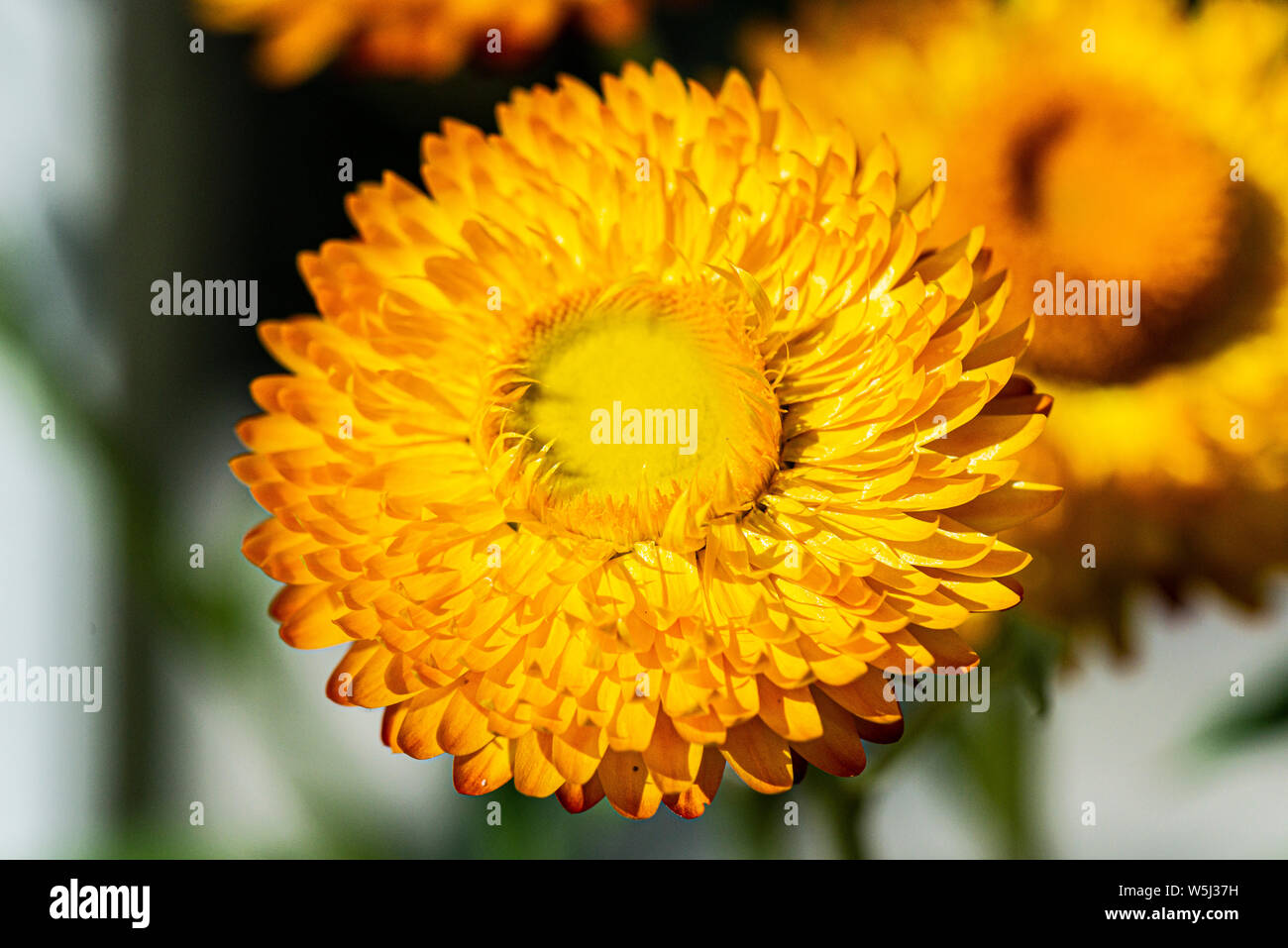 The flower of an everlasting flower (Xerochrysum bracteatum Stock Photo ...