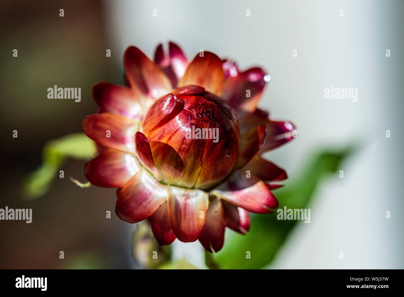 Opening flower head hi-res stock photography and images - Alamy