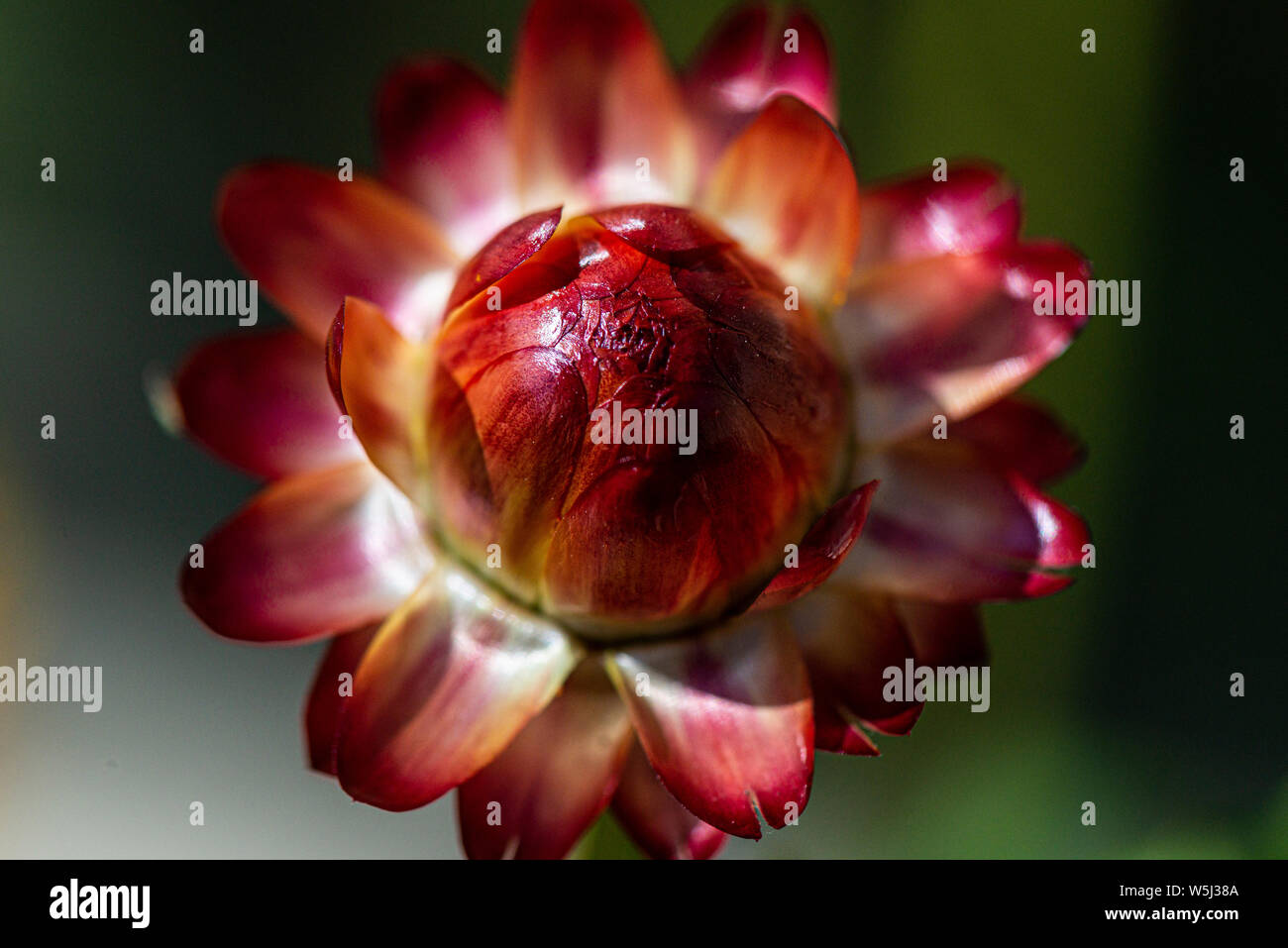 Opening flower head hi-res stock photography and images - Alamy