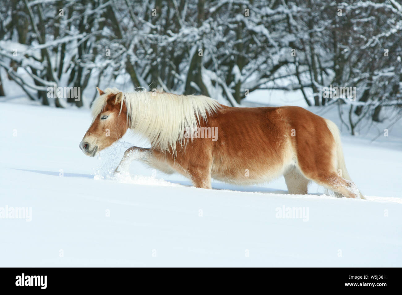 Amazing chestnut haflinger running in the snow Stock Photo - Alamy