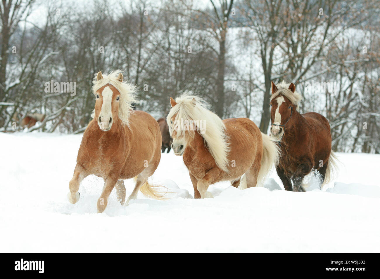 Haflinger horse herd snow hi-res stock photography and images - Alamy