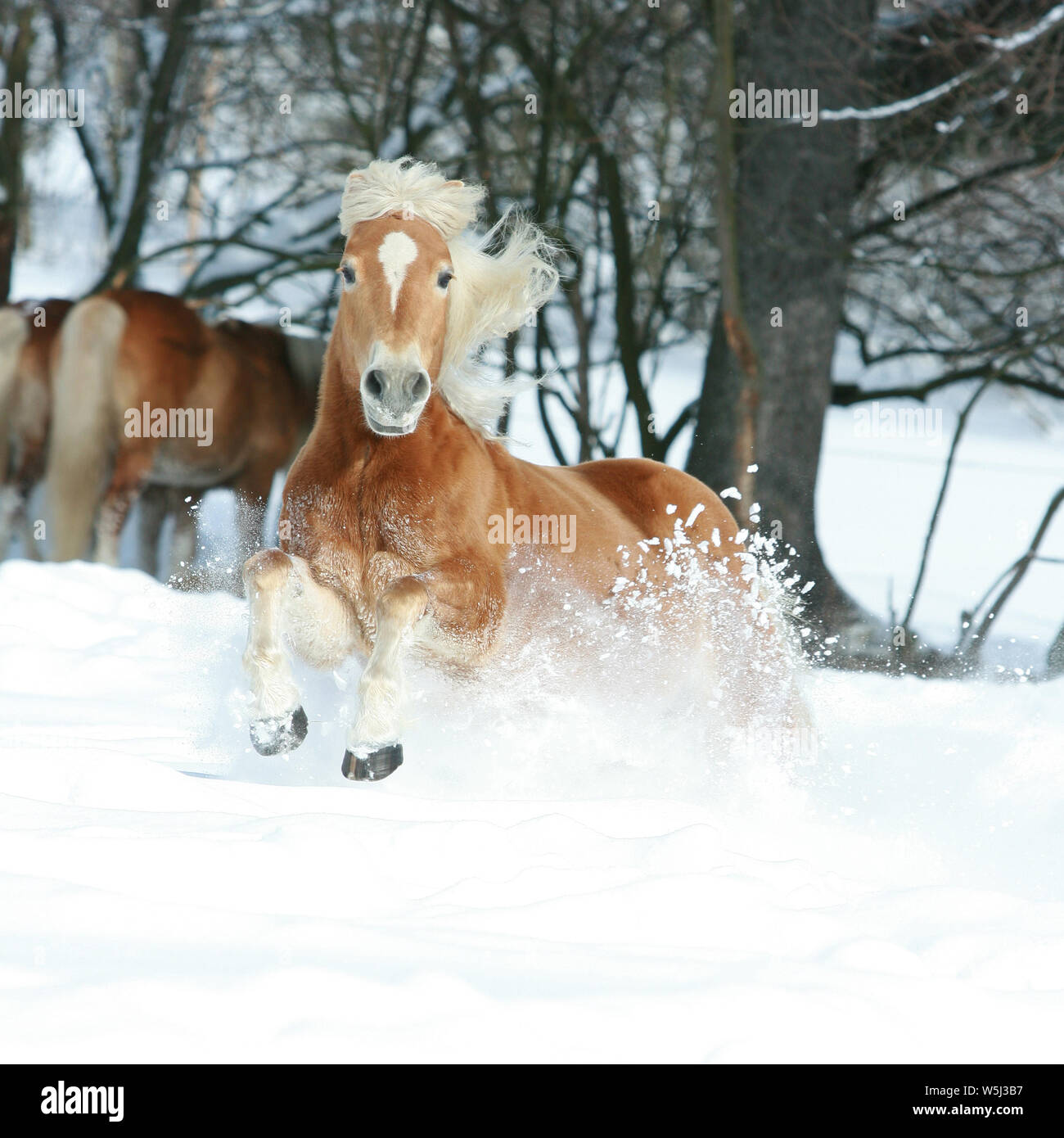 Haflinger horse long mane hi-res stock photography and images - Alamy