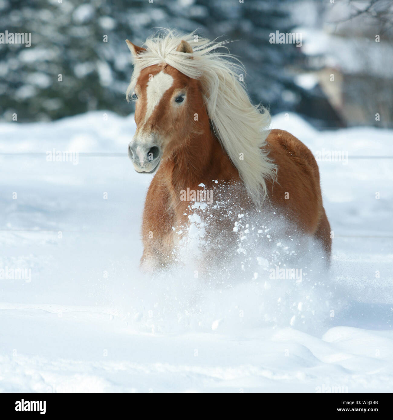 Haflinger horse long mane hi-res stock photography and images - Alamy