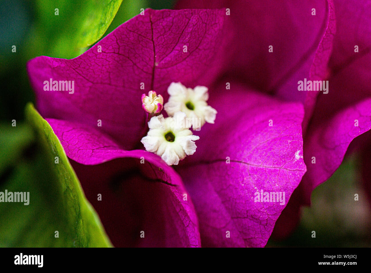 A close up of the flower of a Bougainvillea Stock Photo - Alamy