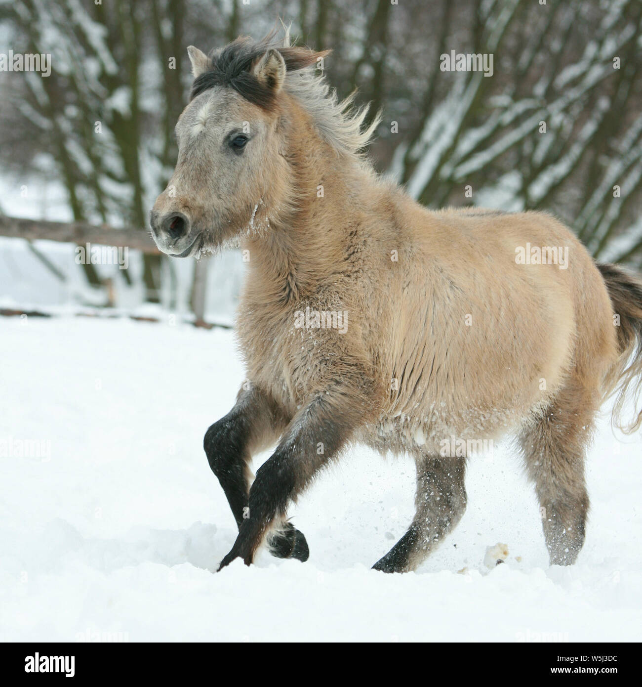 Adorable and cute bay pony with long mane running in winter Stock Photo ...