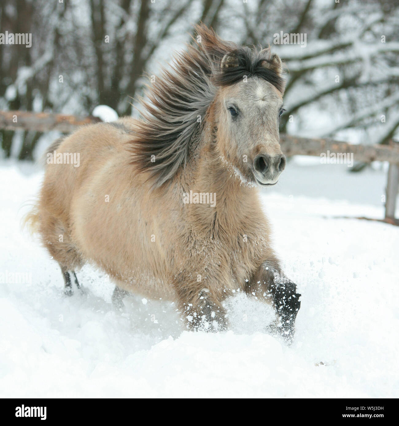 Adorable and cute bay pony with long mane running in winter Stock Photo ...