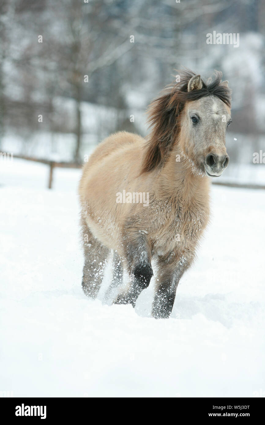 Adorable and cute bay pony with long mane running in winter Stock Photo ...