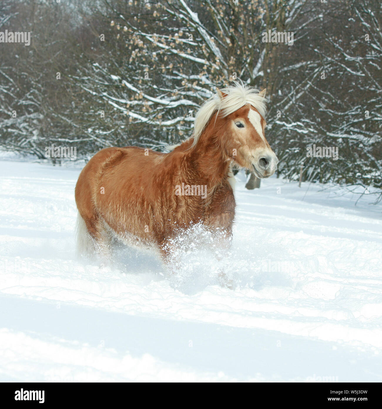 Beautiful haflinger with long blond mane running in the snow Stock ...