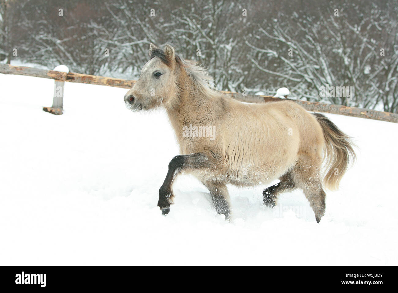 Adorable and cute bay pony with long mane running in winter Stock Photo ...