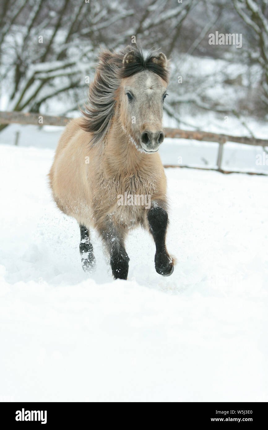 Adorable and cute bay pony with long mane running in winter Stock Photo ...