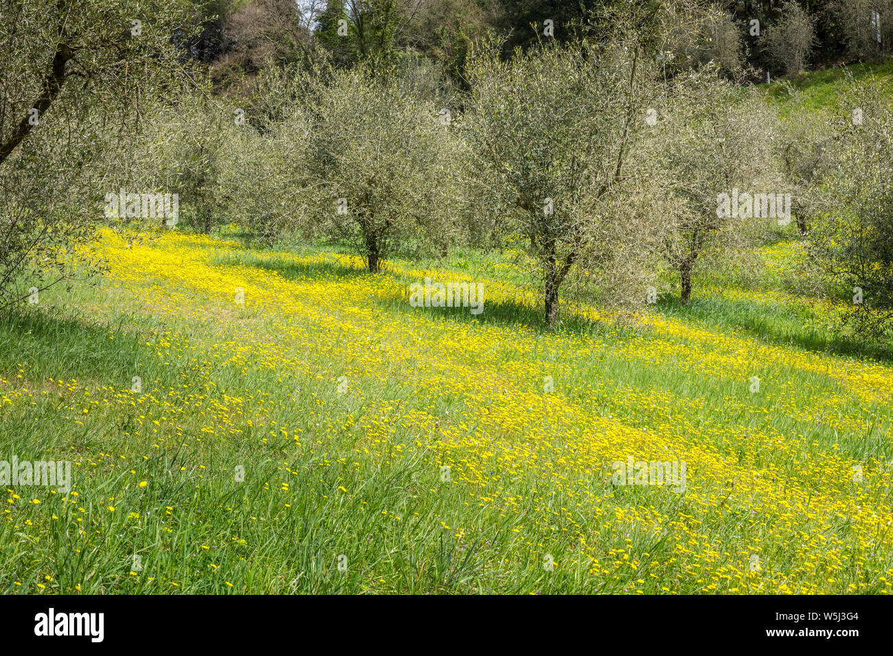 Olive trees in spring, Tuscany, Italy Stock Photo - Alamy