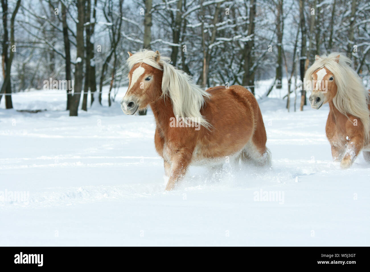 Pony haflingers hi-res stock photography and images - Alamy