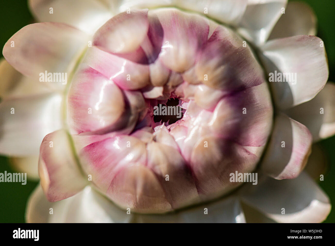 Th opening flower of an everlasting flower (Xerochrysum bracteatum ...