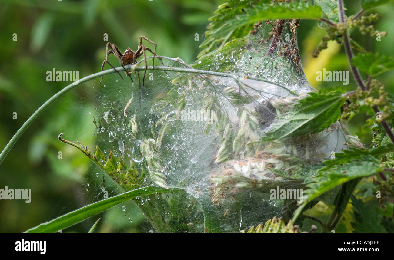 Spider outdoors ul hi-res stock photography and images - Alamy