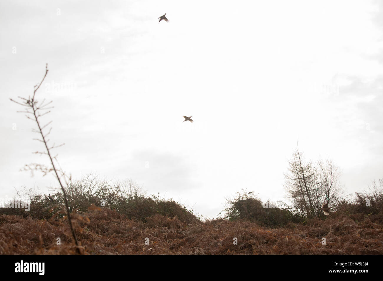 Flying pheasants hi-res stock photography and images - Alamy