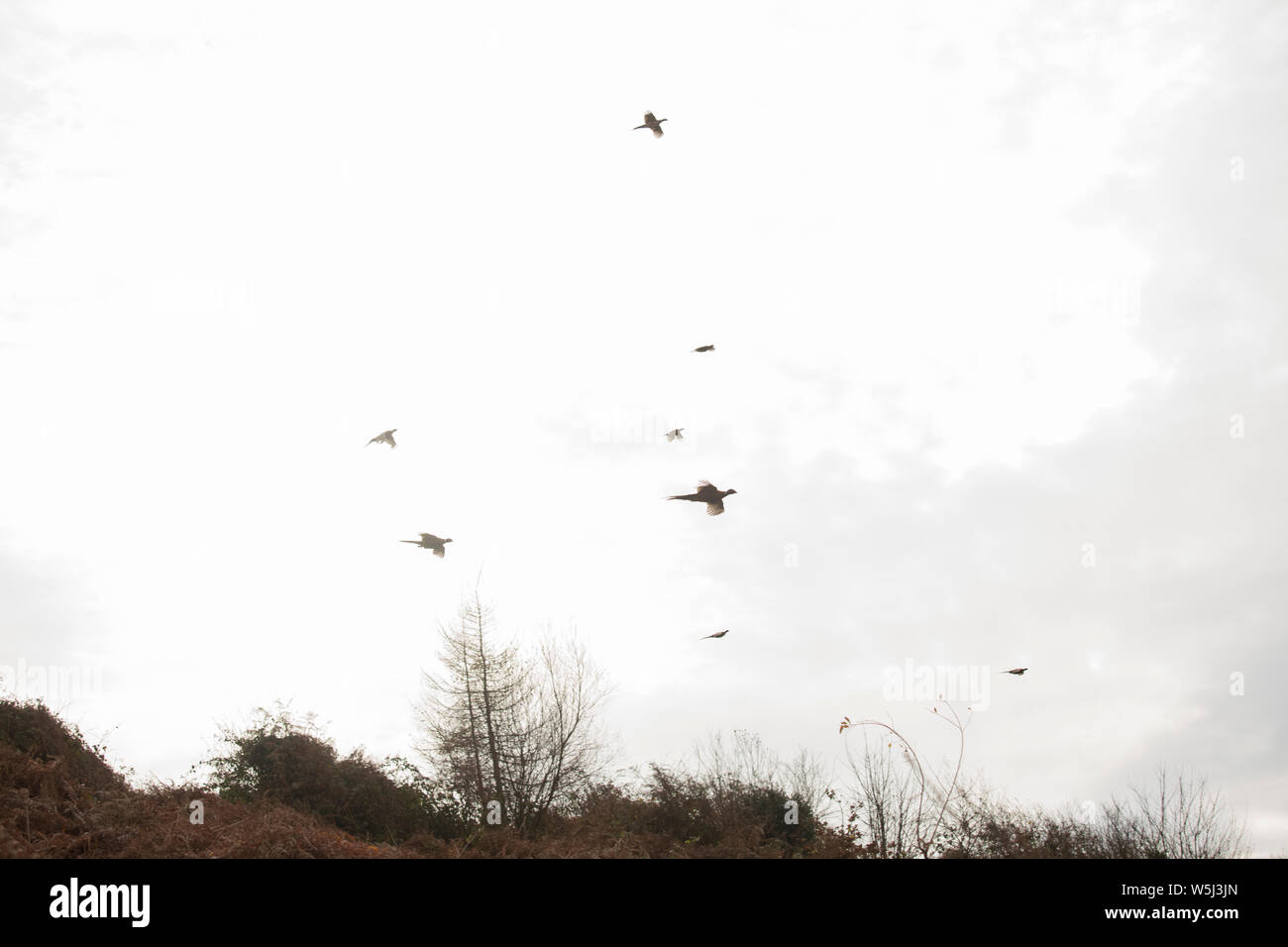 Pheasant flush hi-res stock photography and images - Alamy