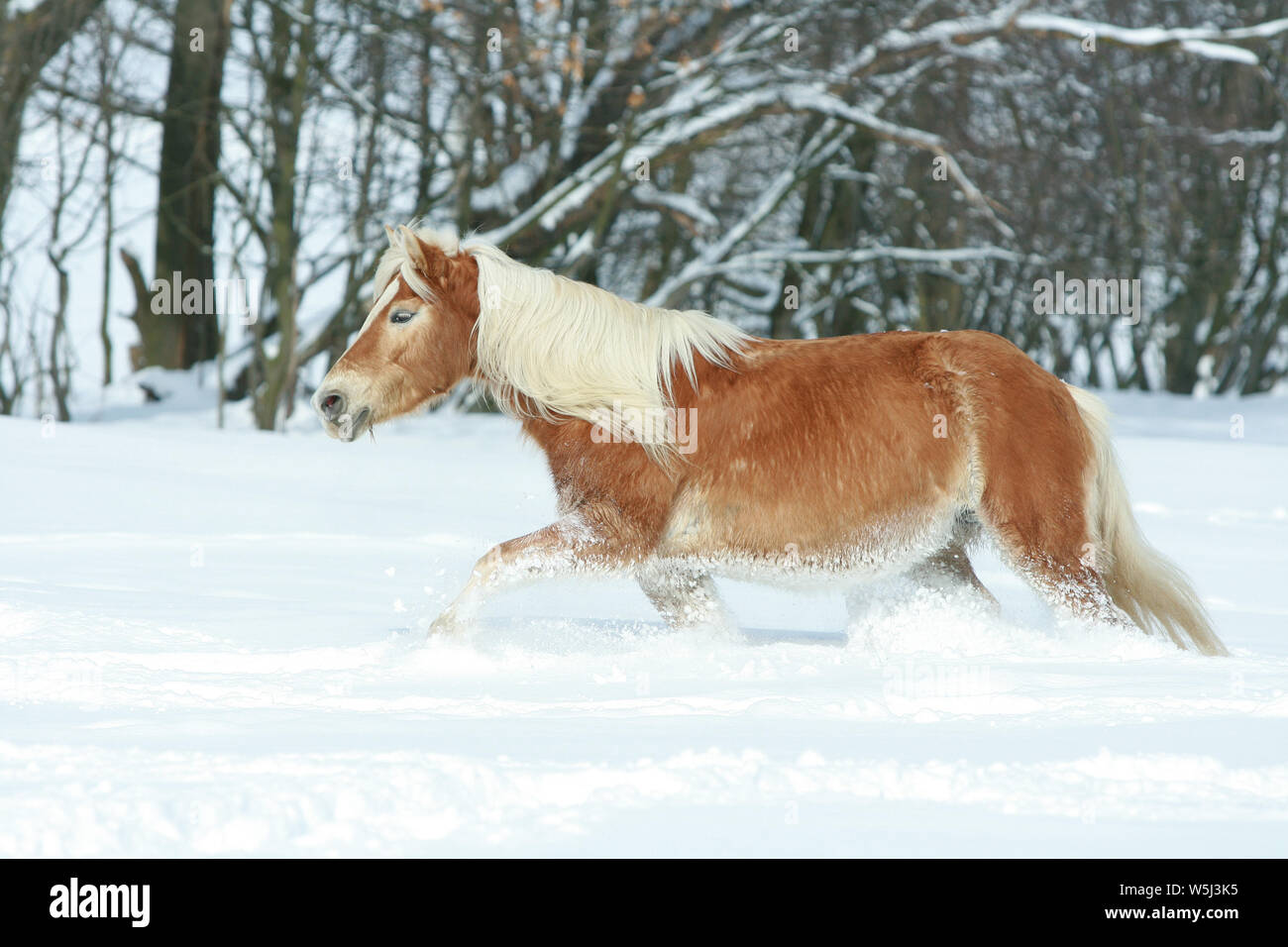 Haflinger horse long mane hi-res stock photography and images - Alamy