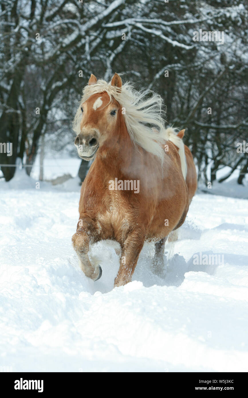 Haflinger horse long mane hi-res stock photography and images - Alamy
