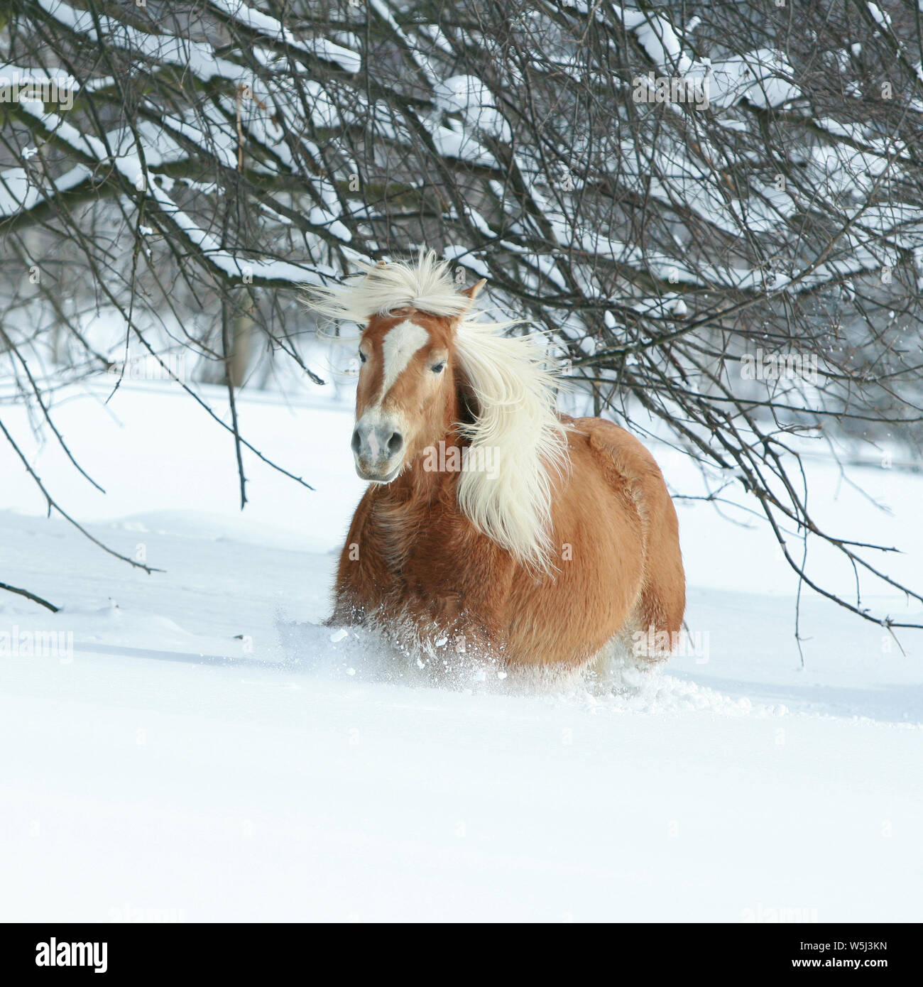 Haflinger horse long mane hi-res stock photography and images - Alamy