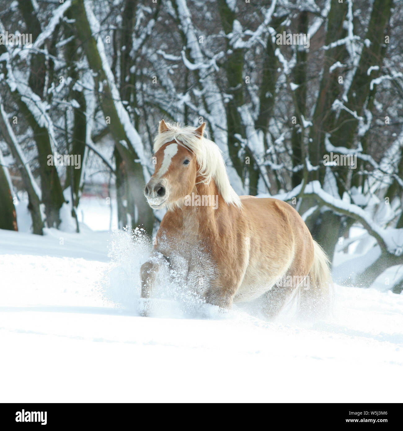 Haflinger horse long mane hi-res stock photography and images - Alamy