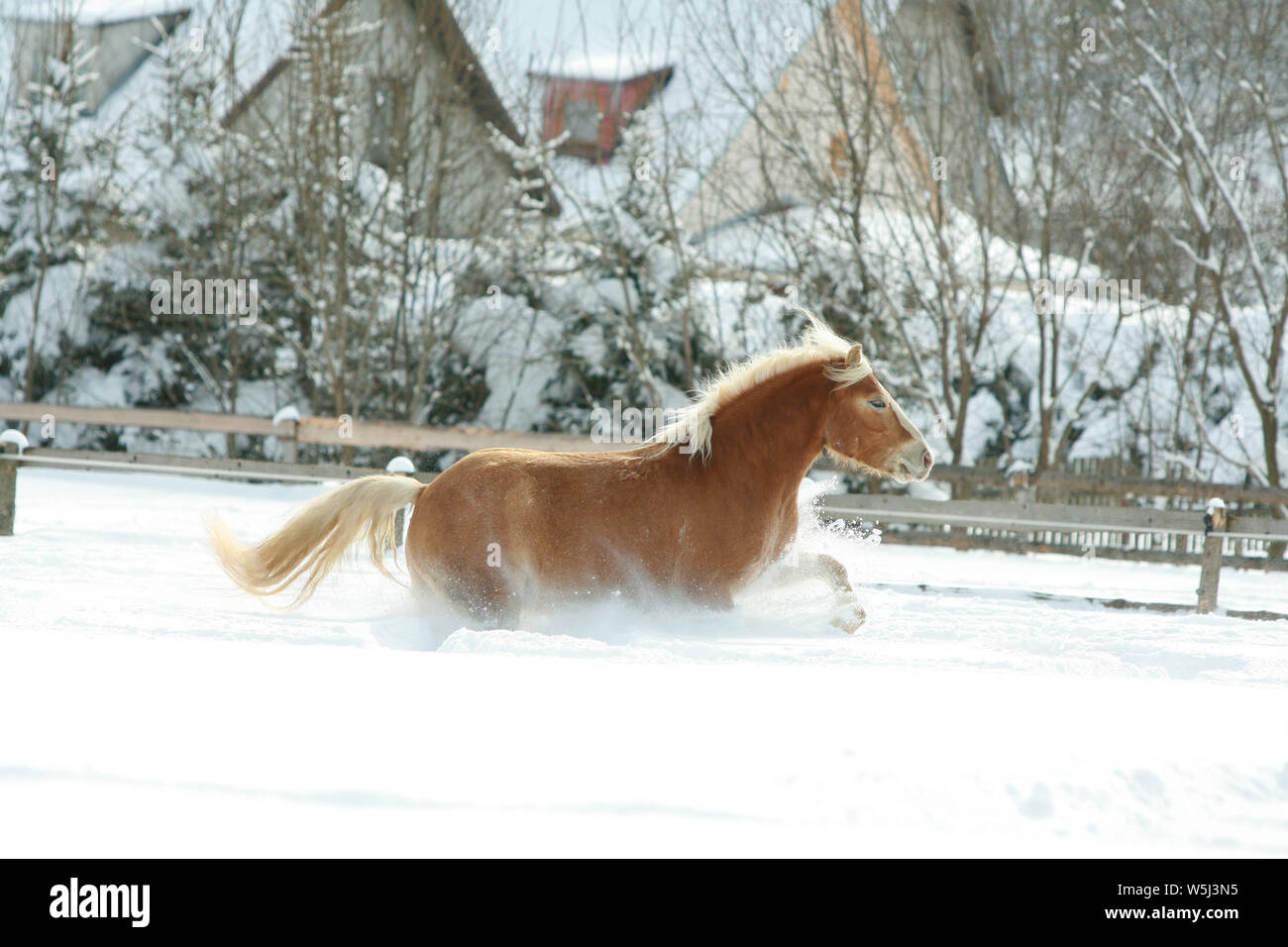 Haflinger horse long mane hi-res stock photography and images - Alamy