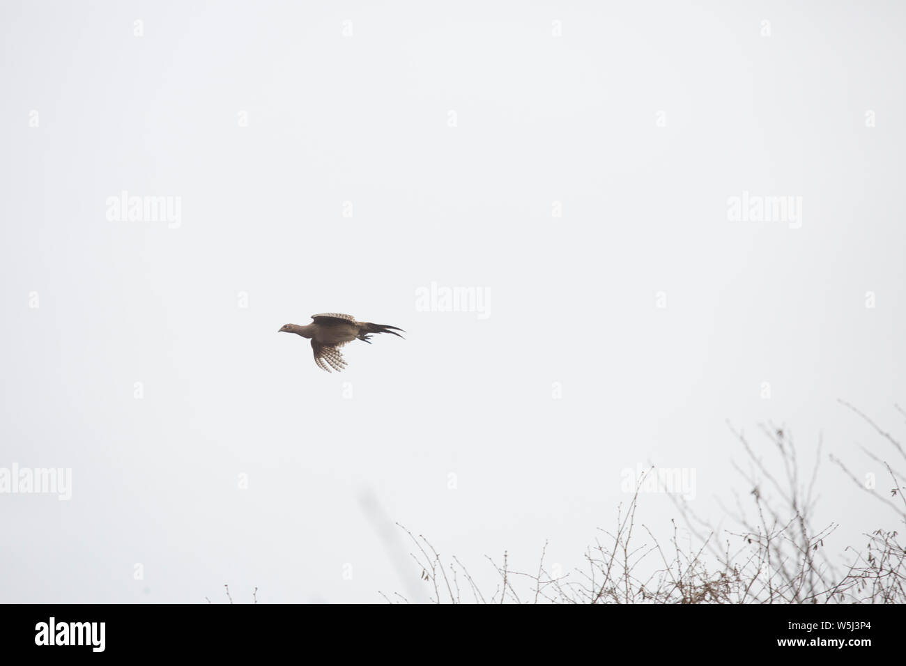 Pheasant flying hi-res stock photography and images - Alamy