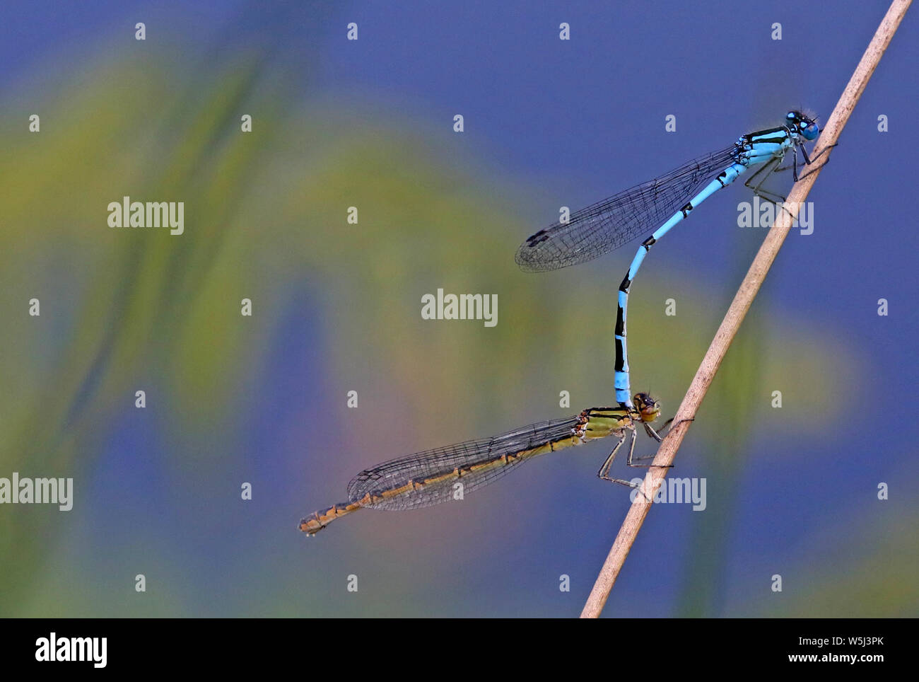 Dragon flies mating hi-res stock photography and images - Alamy