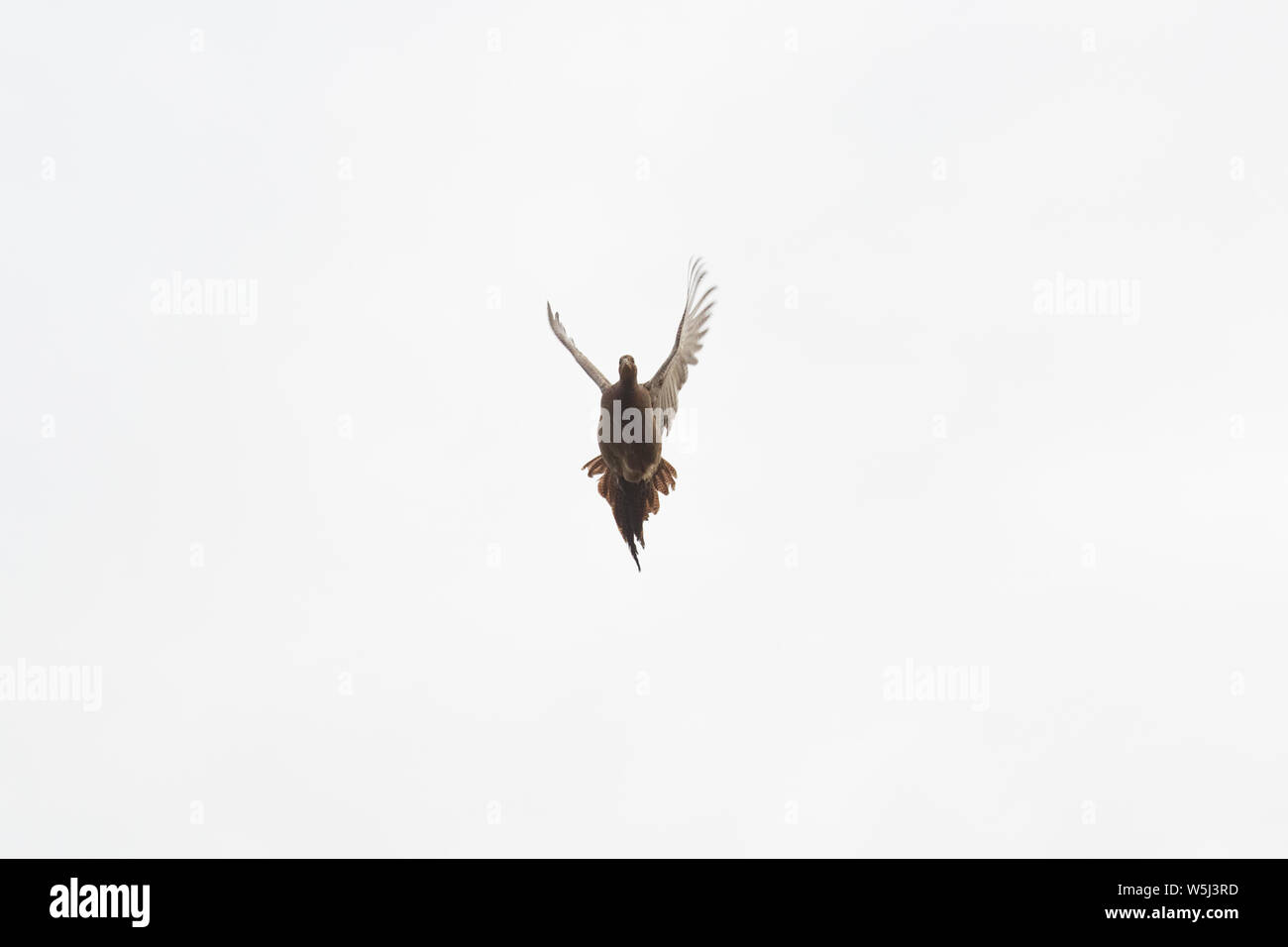 Flying head hi-res stock photography and images - Alamy