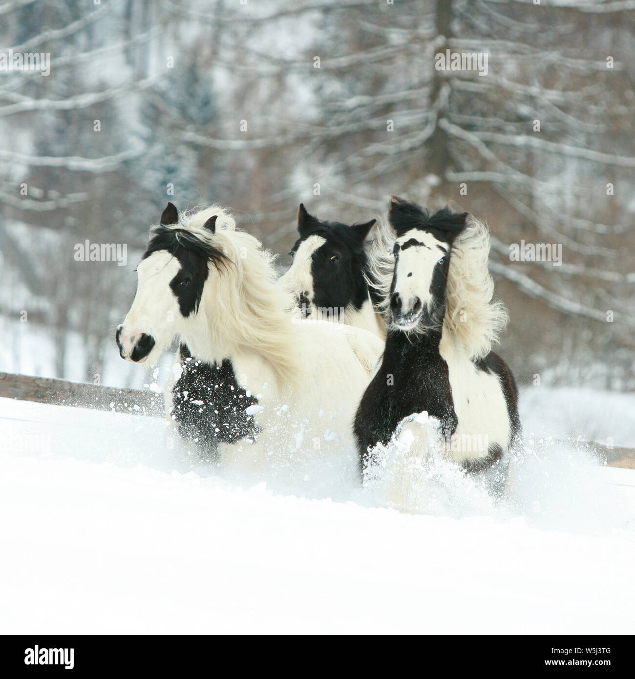 Batch of irish cobs running together in winter Stock Photo - Alamy