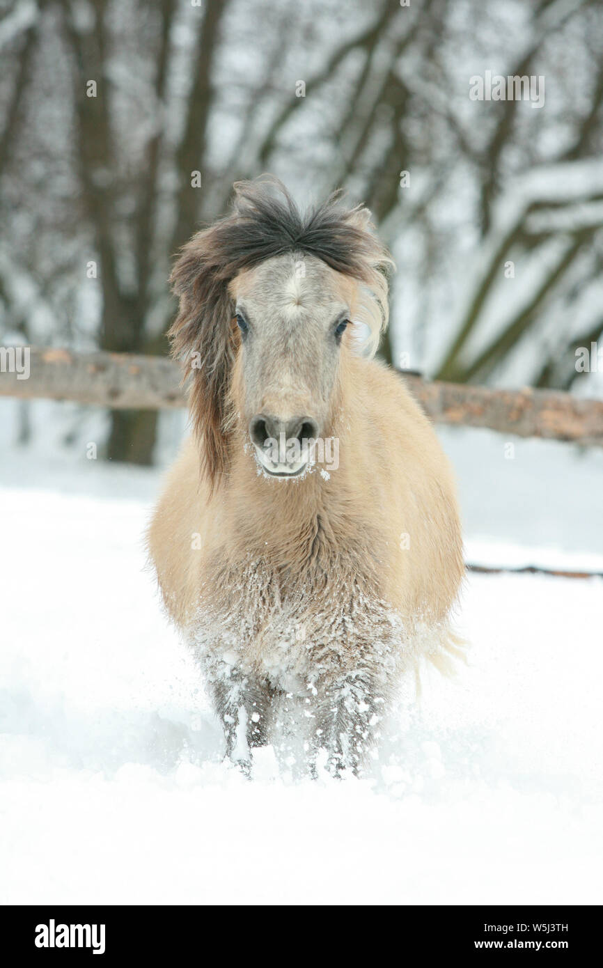Adorable and cute bay pony with long mane running in winter Stock Photo ...
