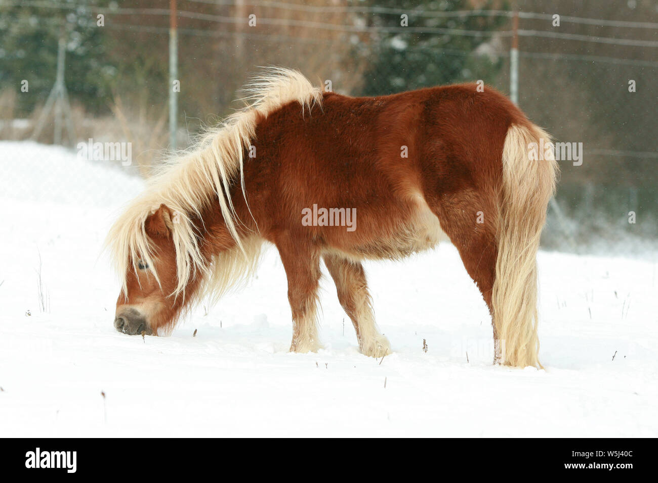 Beautiful chestnut shetland pony with long mane in winter Stock Photo ...