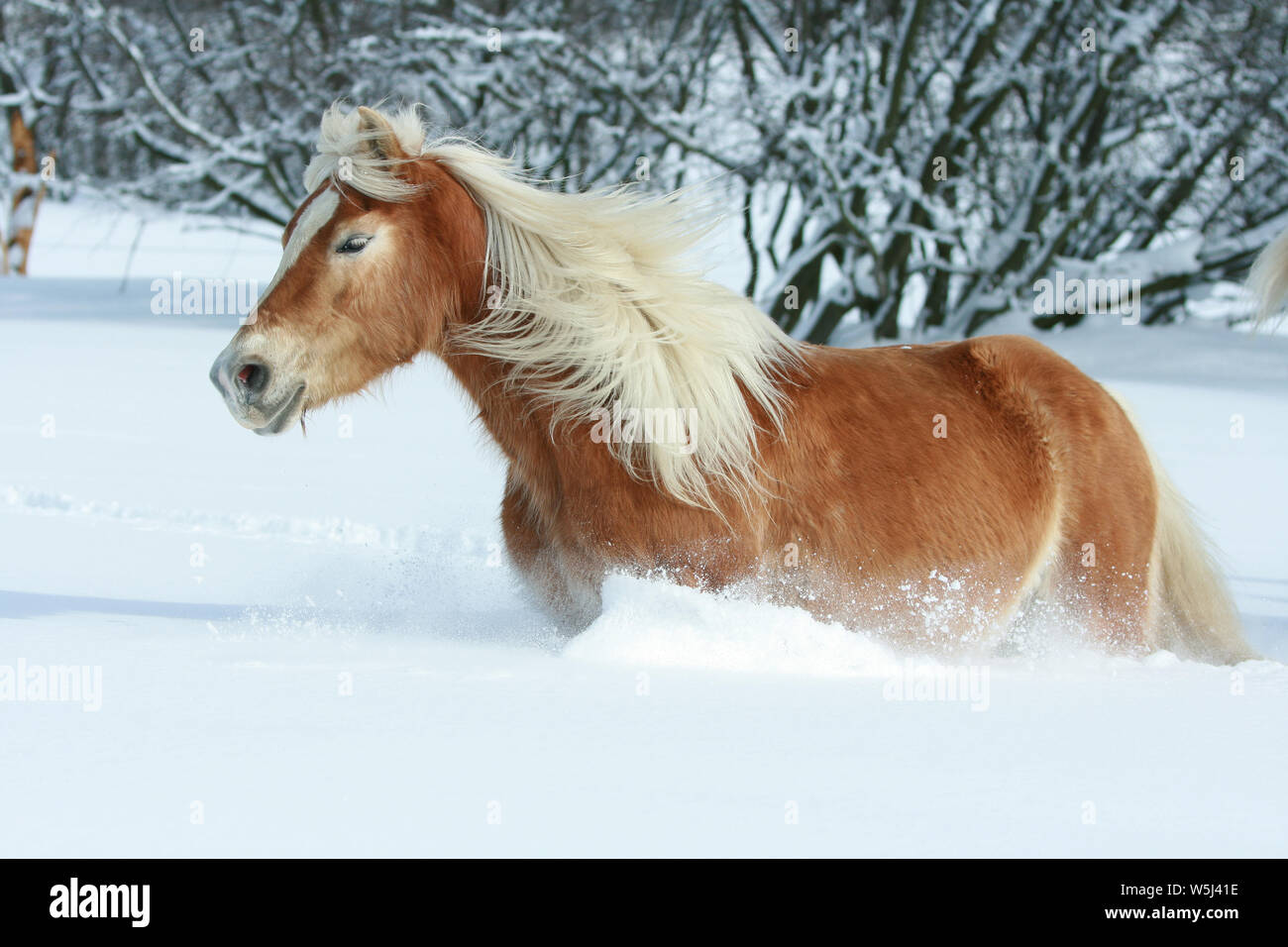 Haflinger horse long mane hi-res stock photography and images - Alamy