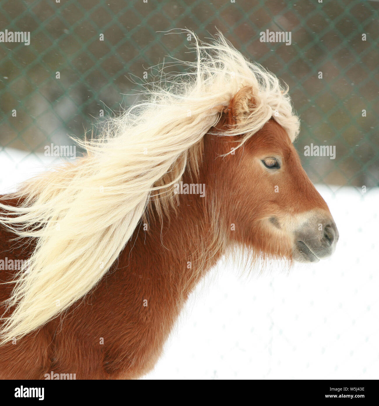 Beautiful chestnut shetland pony with long mane in winter Stock Photo ...