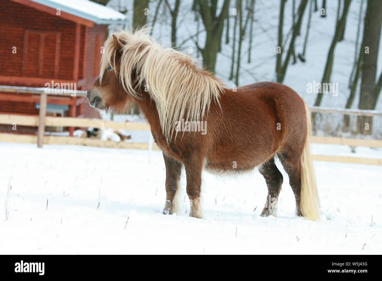 Beautiful chestnut shetland pony with long mane in winter Stock Photo ...