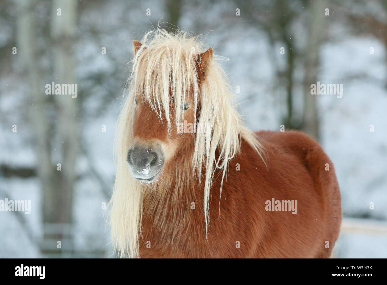 Beautiful chestnut shetland pony with long mane in winter Stock Photo ...