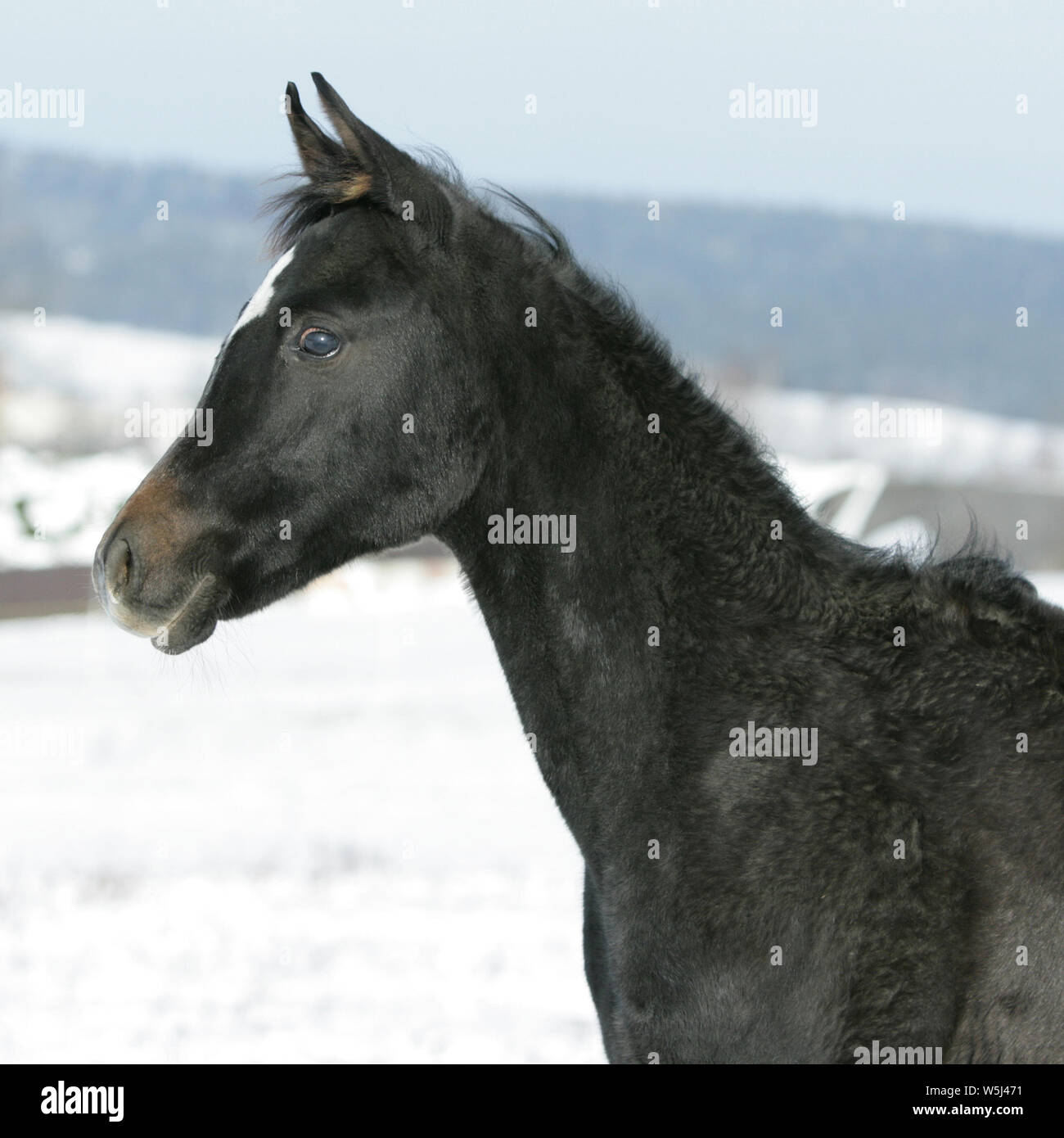 Amazing young black arabian horse foal in winter Stock Photo - Alamy